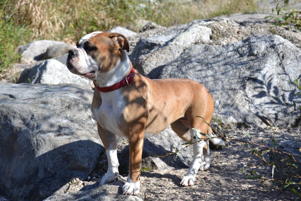 Accueil - Elevage Des Abbesses Du Conti - eleveur de chiens continental ...